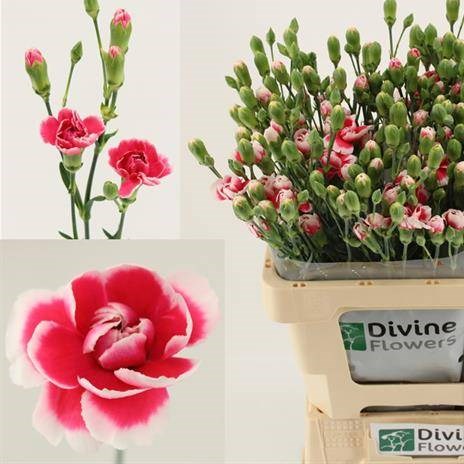Carnation Spr. Cherry Marvel 60cm | Wholesale Dutch Flowers & Florist ...