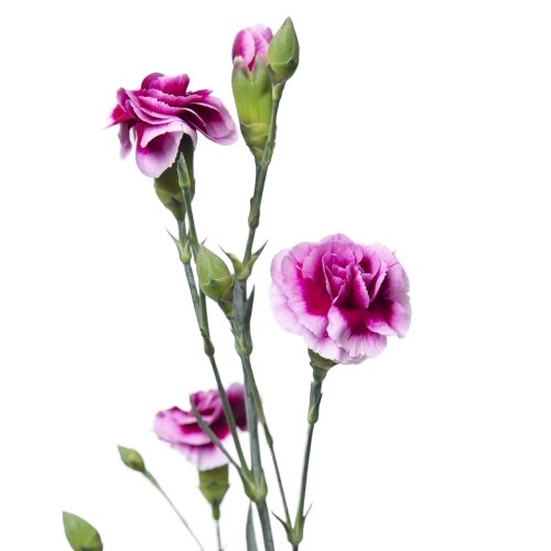 Carnation Spr. Juliana 60cm | Wholesale Dutch Flowers & Florist Supplies UK