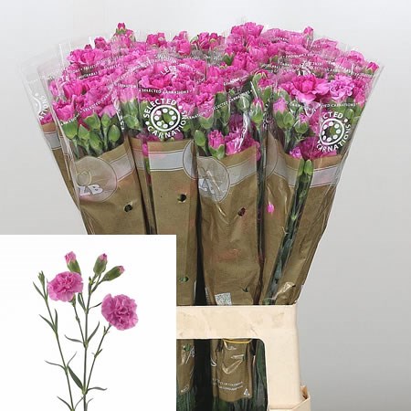 Carnation Spr. Lilac Melissa 50cm | Wholesale Dutch Flowers & Florist ...