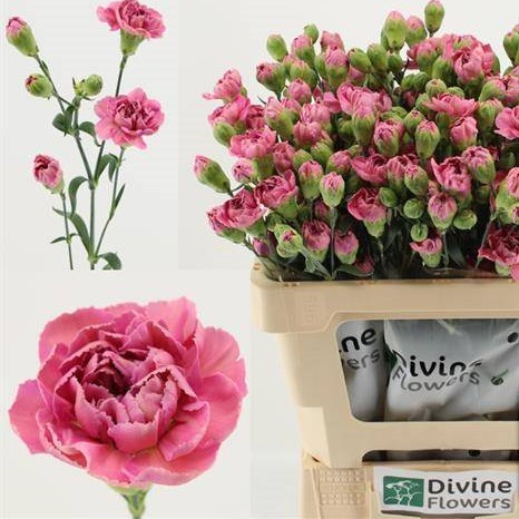 Carnation Spr Miss Rose 60cm Wholesale Dutch Flowers Florist