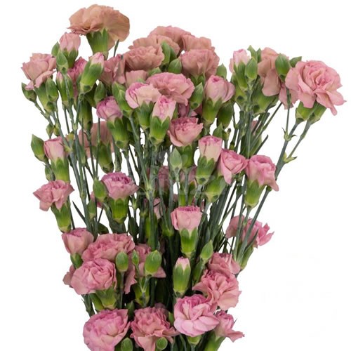 Carnation Spr. Mocha Sweet 60cm | Wholesale Dutch Flowers & Florist ...