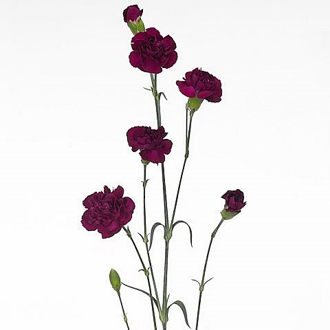 Carnation Spr. Osiris 50cm | Wholesale Dutch Flowers & Florist Supplies UK