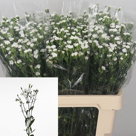 Carnation Spr. Raffine Lois 60cm | Wholesale Dutch Flowers & Florist ...