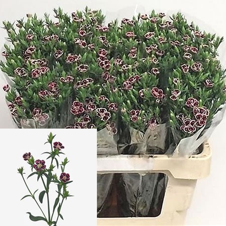 Carnation Spr. Raffine Petit Fay 55cm | Wholesale Dutch Flowers ...