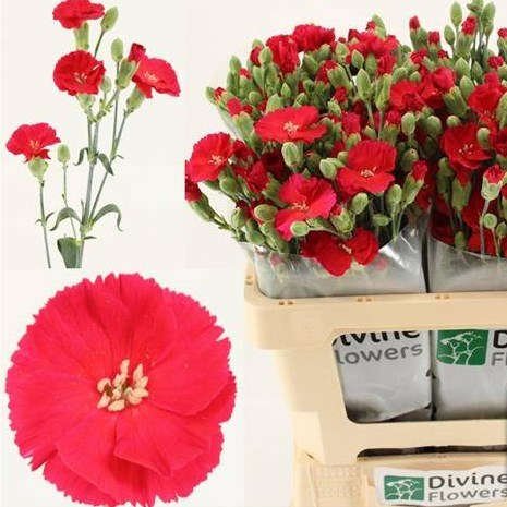 Carnation Spr. Solandis Brightfly 60cm | Wholesale Dutch Flowers ...