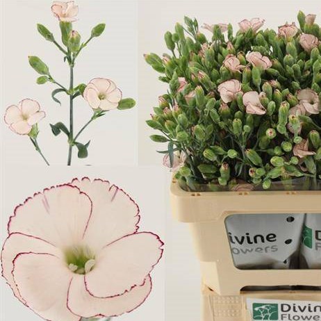 Carnation Spr. Solandis Ladyfly 60cm | Wholesale Dutch Flowers ...