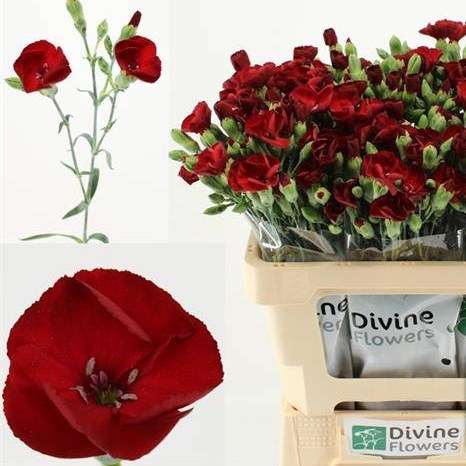 Carnation Spr. Solomio Solandis Cherryfly 60cm | Wholesale Dutch ...