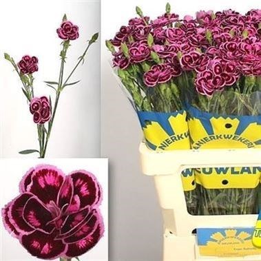 Carnation Spr. Tropic Butterfly 60cm | Wholesale Dutch Flowers ...