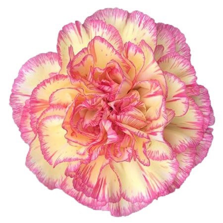 Carnation Spritz 55cm | Wholesale Dutch Flowers & Florist Supplies UK