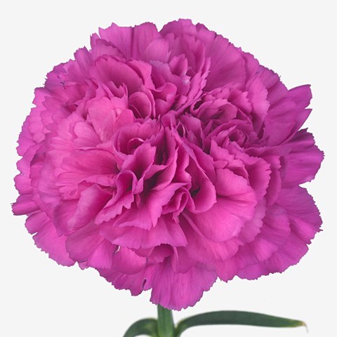 Carnation Tiepolo Fuchsia 70cm | Wholesale Dutch Flowers & Florist ...