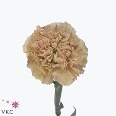 Carnation Viper 60cm | Wholesale Dutch Flowers & Florist Supplies UK