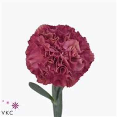 Carnation Viper Wine 60cm | Wholesale Dutch Flowers & Florist Supplies UK