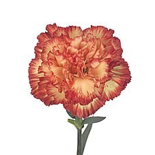 Carnation Zenit 60cm | Wholesale Dutch Flowers & Florist Supplies UK