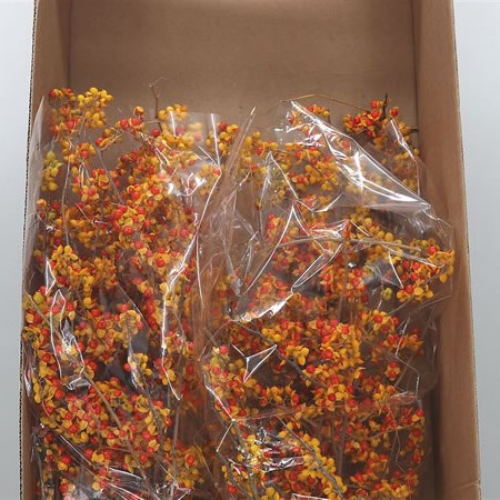 Celastrus Boomwurger 60cm | Wholesale Dutch Flowers & Florist Supplies UK
