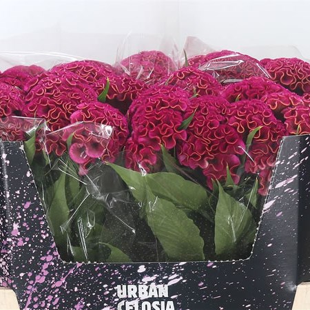 Celosia Cr. Act Rima 75cm | Wholesale Dutch Flowers & Florist Supplies UK