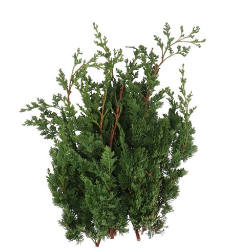 Chamaecyparis Wisselii 50cm | Wholesale Dutch Flowers & Florist Supplies UK