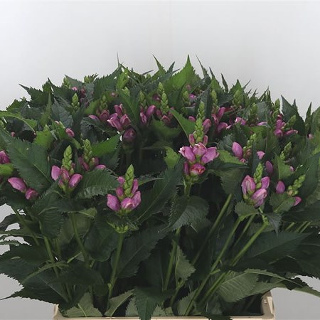 Chelone Pink 70cm | Wholesale Dutch Flowers & Florist Supplies UK