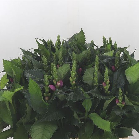 Chelone Pink (Extra) 60cm | Wholesale Dutch Flowers & Florist Supplies UK