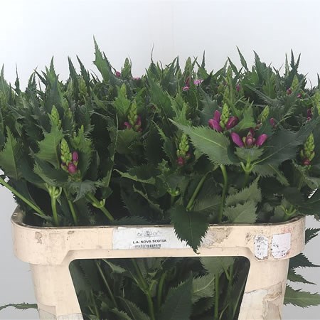 Chelone Speedy Turtle 75cm | Wholesale Dutch Flowers & Florist Supplies UK