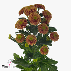 Chrysant san. Doria Orange 55cm | Wholesale Dutch Flowers & Florist ...