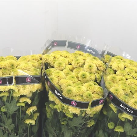 Chrysant San. Doria Cream 55cm | Wholesale Dutch Flowers & Florist ...