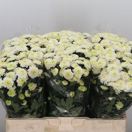 Chrysant San. Ellison White 55cm | Wholesale Dutch Flowers & Florist ...