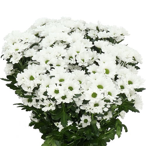 Chrysant San. Lassie 55cm | Wholesale Dutch Flowers & Florist Supplies UK