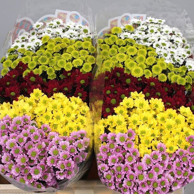 Chrysant San. Madiba Mix 54cm | Wholesale Dutch Flowers & Florist ...