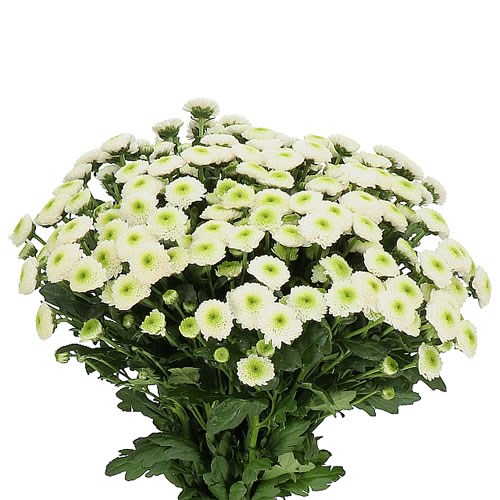 Chrysant San. Maverick White 55cm | Wholesale Dutch Flowers & Florist ...