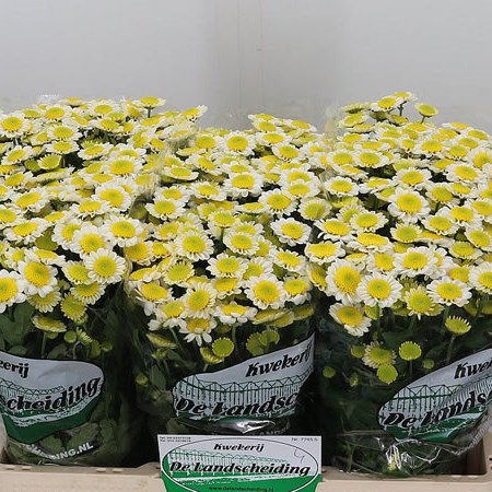 Chrysant San. Sun Up 55cm | Wholesale Dutch Flowers & Florist Supplies UK