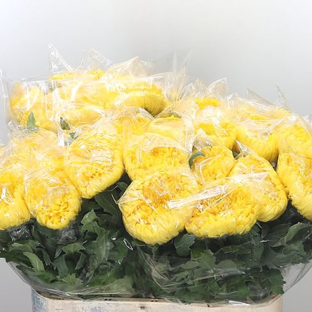 Chrysant Sgl. Bislet Yellow 75cm | Wholesale Dutch Flowers & Florist ...