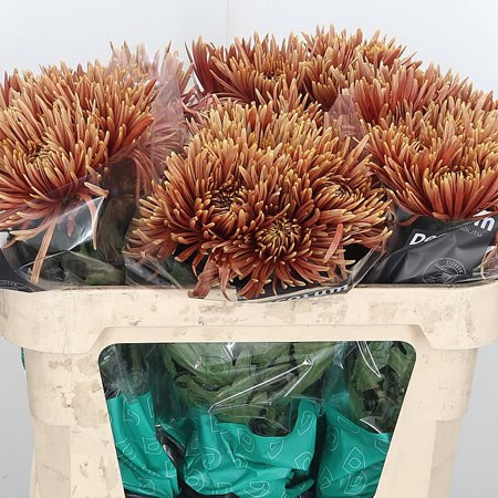 Chrysant Sgl. Brunello 70cm | Wholesale Dutch Flowers & Florist Supplies UK
