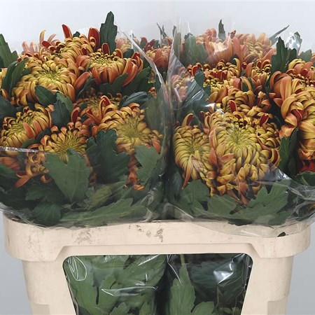 Chrysant Sgl. Fuego 75cm | Wholesale Dutch Flowers & Florist Supplies UK