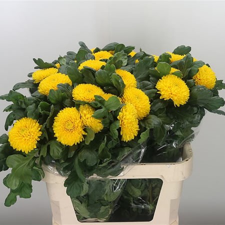 Chrysant Sgl. Migoli 80cm | Wholesale Dutch Flowers & Florist Supplies UK