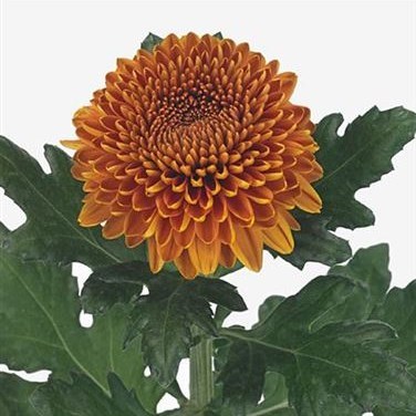 Chrysant Sgl. Paladov Dark 80cm | Wholesale Dutch Flowers & Florist ...