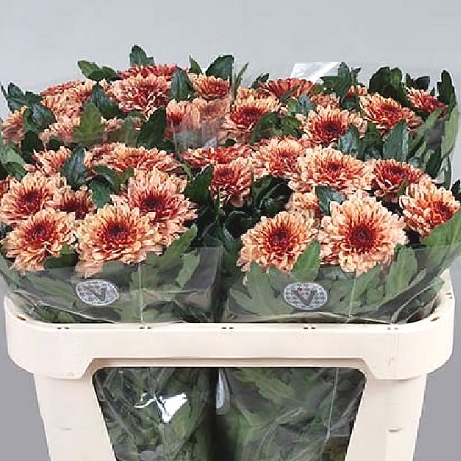Chrysant Sgl. Pip Salmon 65cm | Wholesale Dutch Flowers & Florist ...