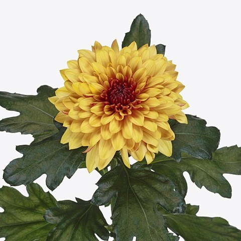 Chrysant Sgl. Pip Sunset 70cm | Wholesale Dutch Flowers & Florist ...