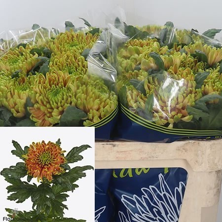 Chrysant Sgl. Rossano Elizabeth 70cm | Wholesale Dutch Flowers ...