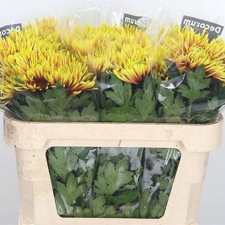 Chrysant Sgl. Saffina 70cm | Wholesale Dutch Flowers & Florist Supplies UK