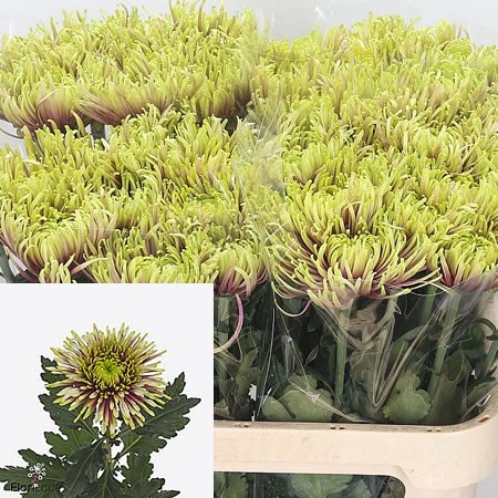 Chrysant Sgl. Tula 65cm | Wholesale Dutch Flowers & Florist Supplies UK