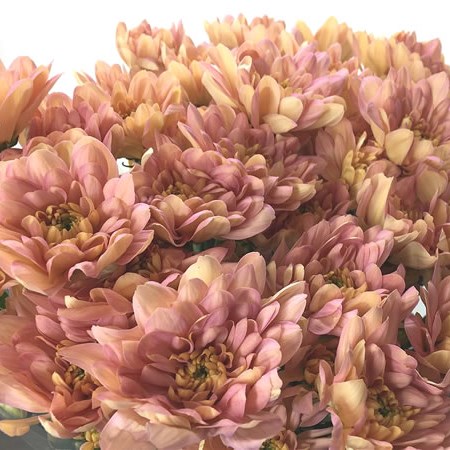 Chrysant Spr. Baltica Salmon 70cm | Wholesale Dutch Flowers & Florist ...