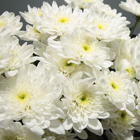 Chrysant Spr. Bonita 70cm | Wholesale Dutch Flowers & Florist Supplies UK