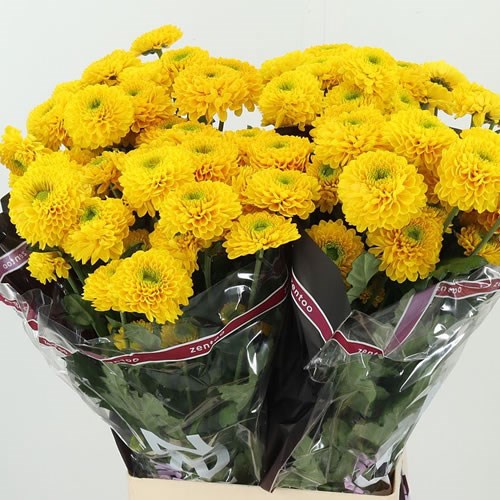 Chrysant Spr. Bonus 70cm | Wholesale Dutch Flowers & Florist Supplies UK
