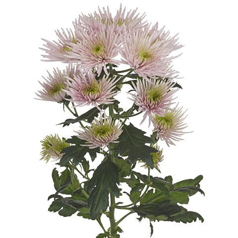 Chrysant Spr. Capriool 70cm | Wholesale Dutch Flowers & Florist Supplies UK