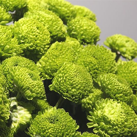 Chrysant Spr. Code Green 70cm | Wholesale Dutch Flowers & Florist ...