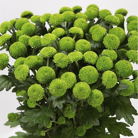 Chrysant Spr. Feeling Green Dark 65cm | Wholesale Dutch Flowers ...