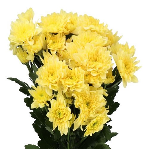 Chrysant Spr. Pastela Bellini 70cm | Wholesale Dutch Flowers & Florist ...