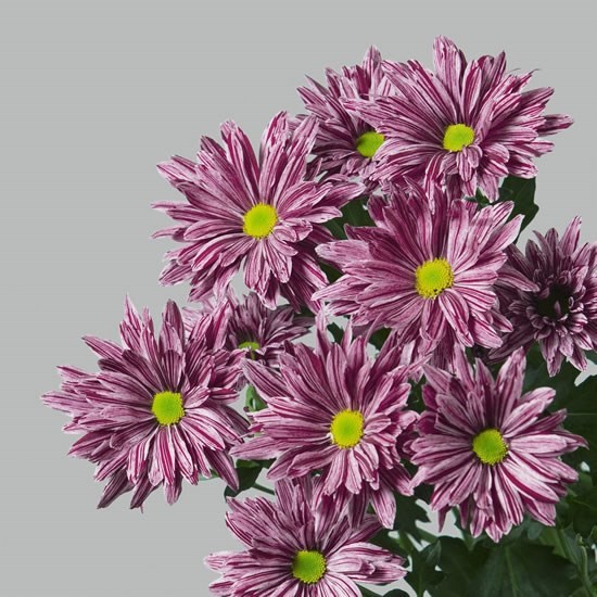 Chrysant Spr. Stellini 70cm | Wholesale Dutch Flowers & Florist Supplies UK
