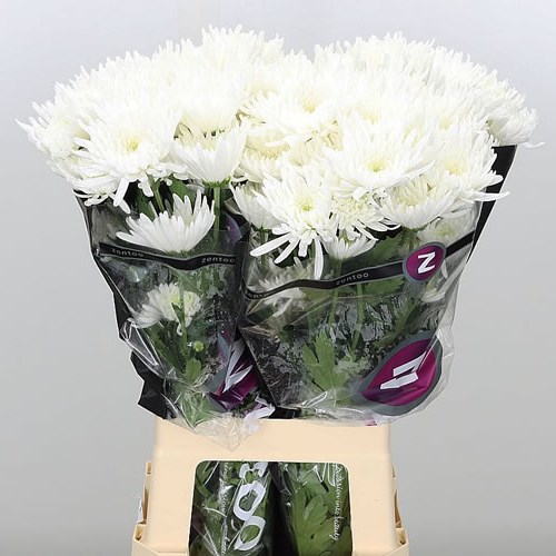 Chrysant Spr. Topspin 70cm | Wholesale Dutch Flowers & Florist Supplies UK