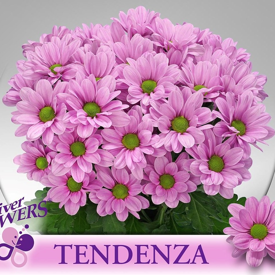 Chrysant Spr.Tendenza 70cm | Wholesale Dutch Flowers & Florist Supplies UK
